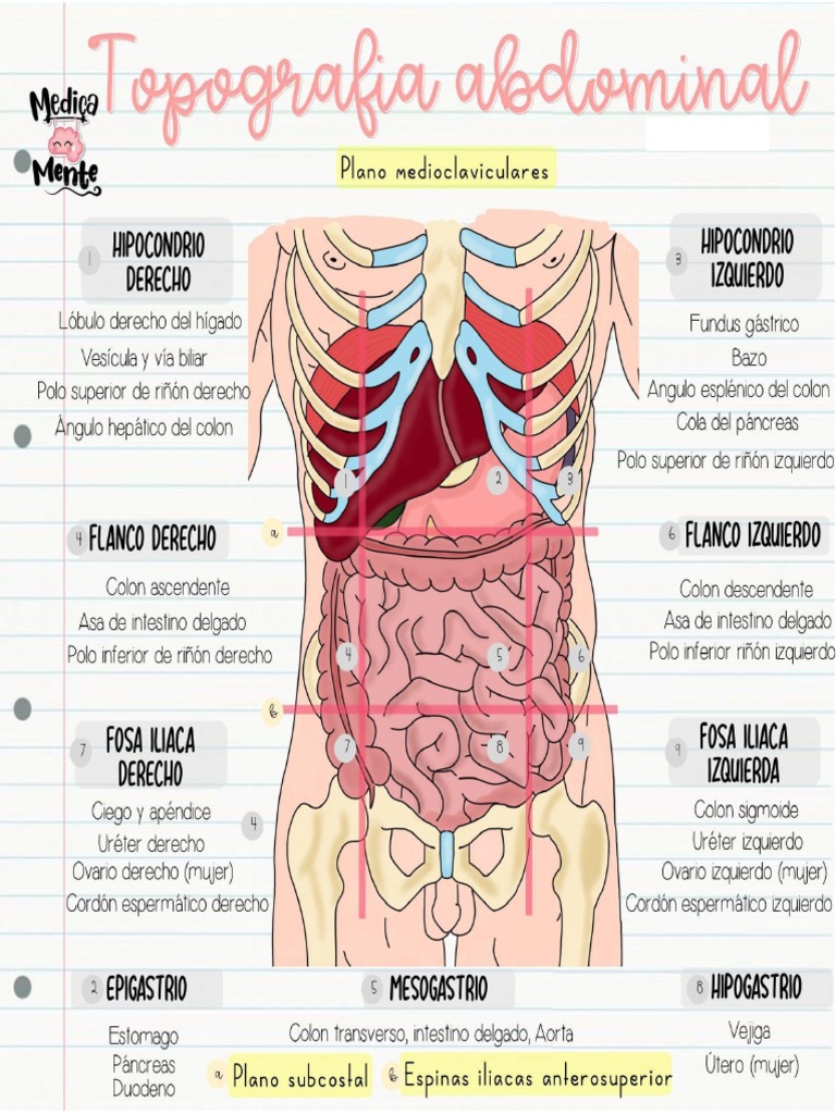 Anatomía del Peritoneo y Abdomen | PDF | Peritoneo | Abdomen