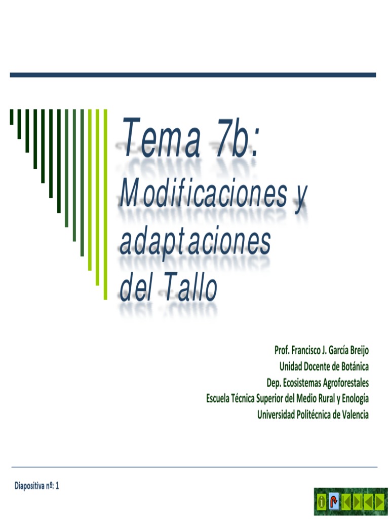 Tema 7b El Tallo Modificaciones | PDF | Tallo de la planta | Bulbo