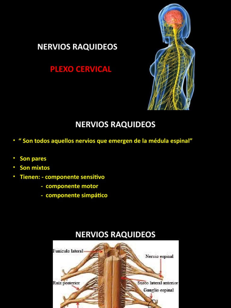 10 - Nervios Raquídeos | PDF | Sistema nervioso | Neuroanatomía