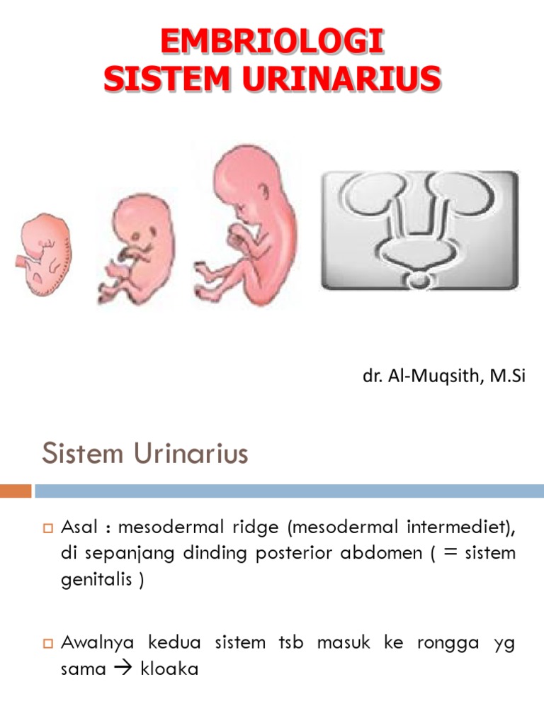 1.2 Embriologi Su | PDF