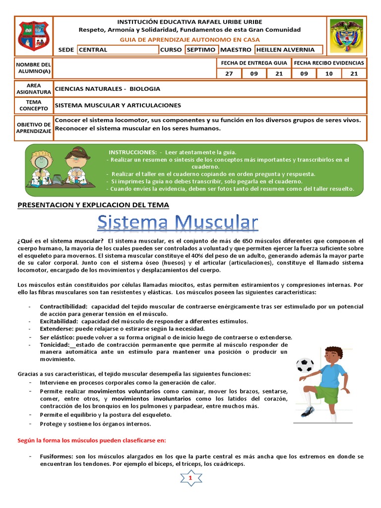 Guia 6. p2 Septimo. Sistema Muscular y Articulaciones | PDF | Músculo ...