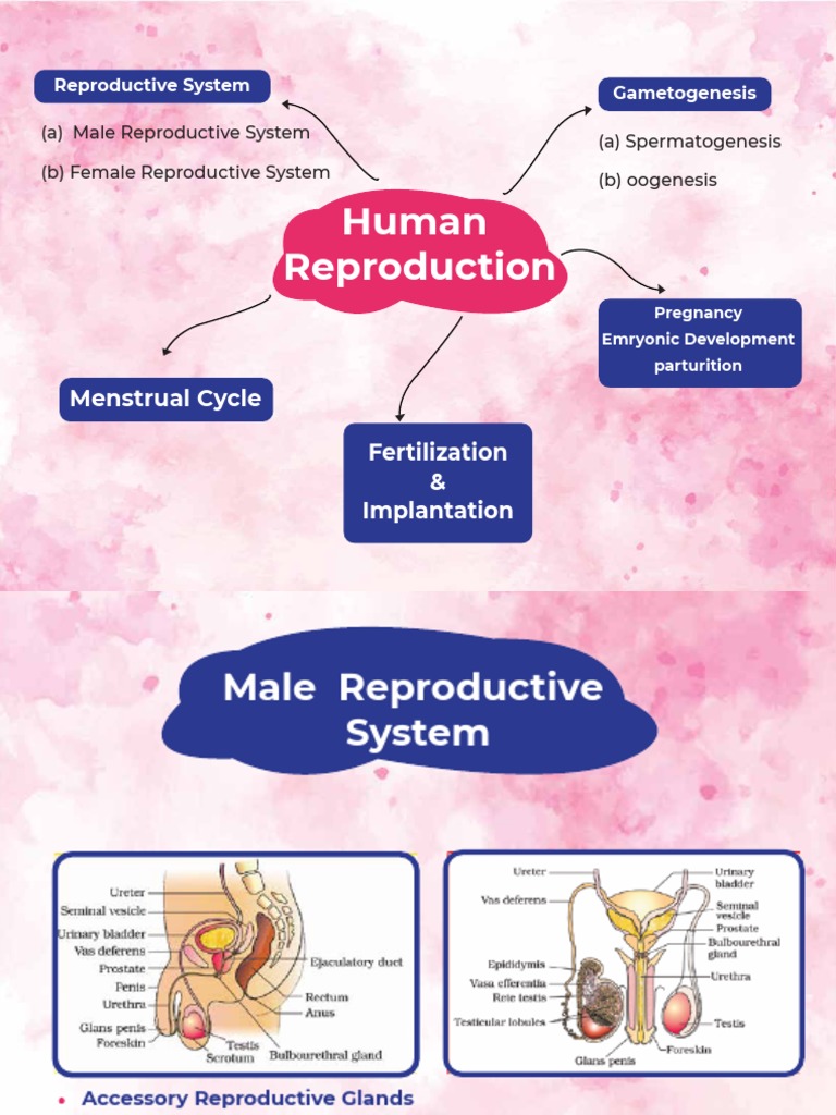 Human Reproduction Mind Map Overview | PDF | Menstrual Cycle ...