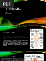 Esquema Anatomia Humana | PDF