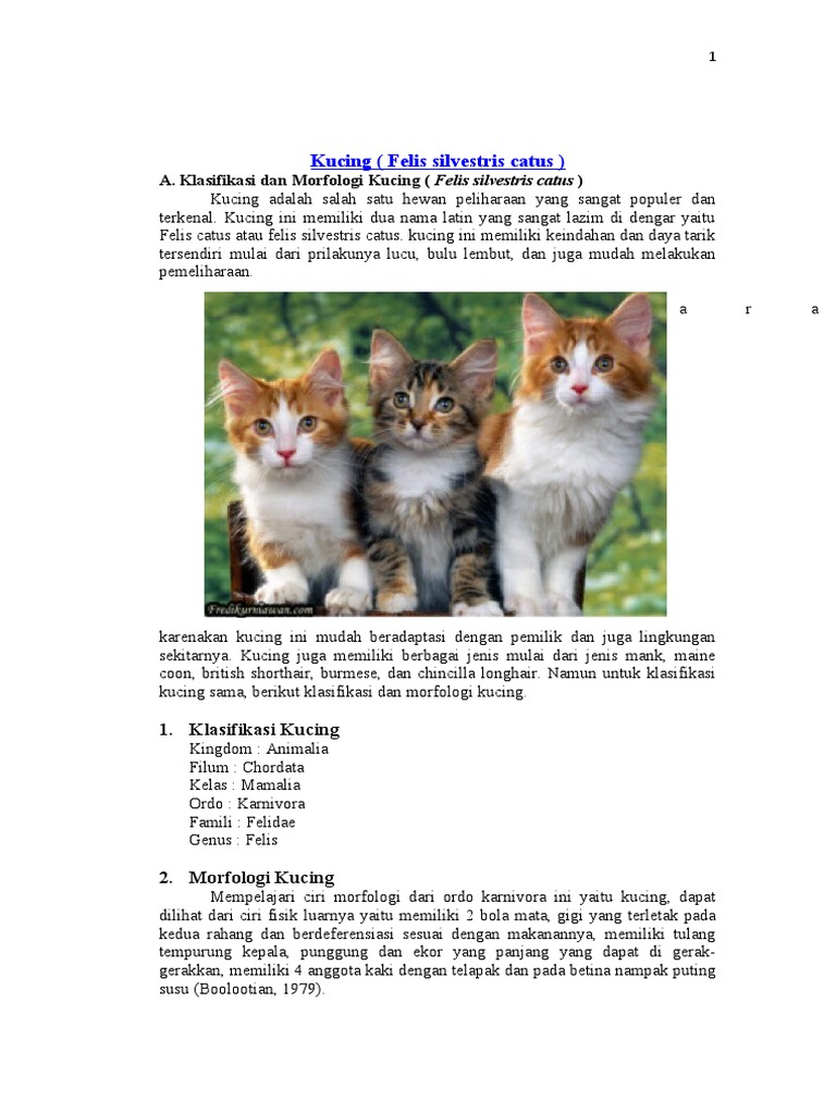 Kucing | PDF