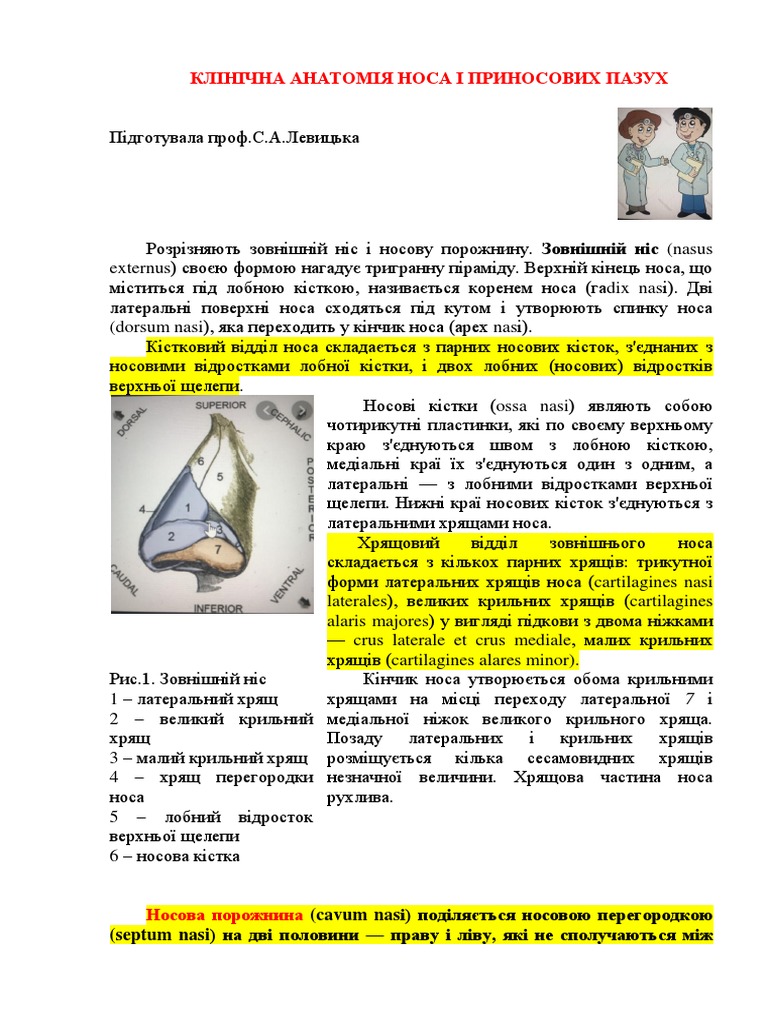 Anatomija Nosa NNP | PDF