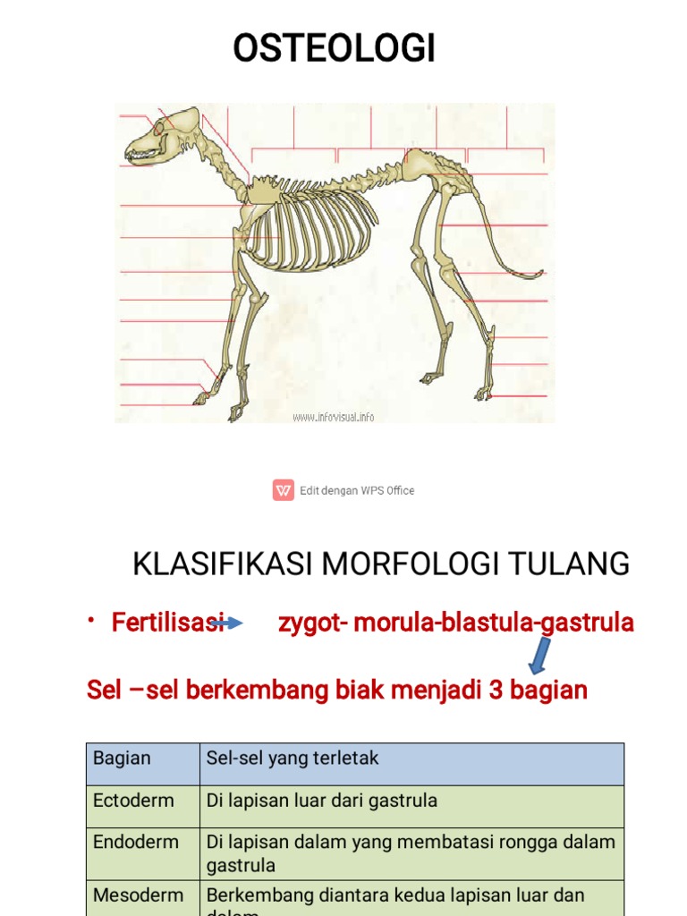 Osteologi 2021 | PDF