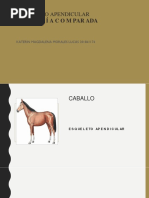 Anatomía de las Falanges en Veterinaria | PDF | Sistema esquelético ...