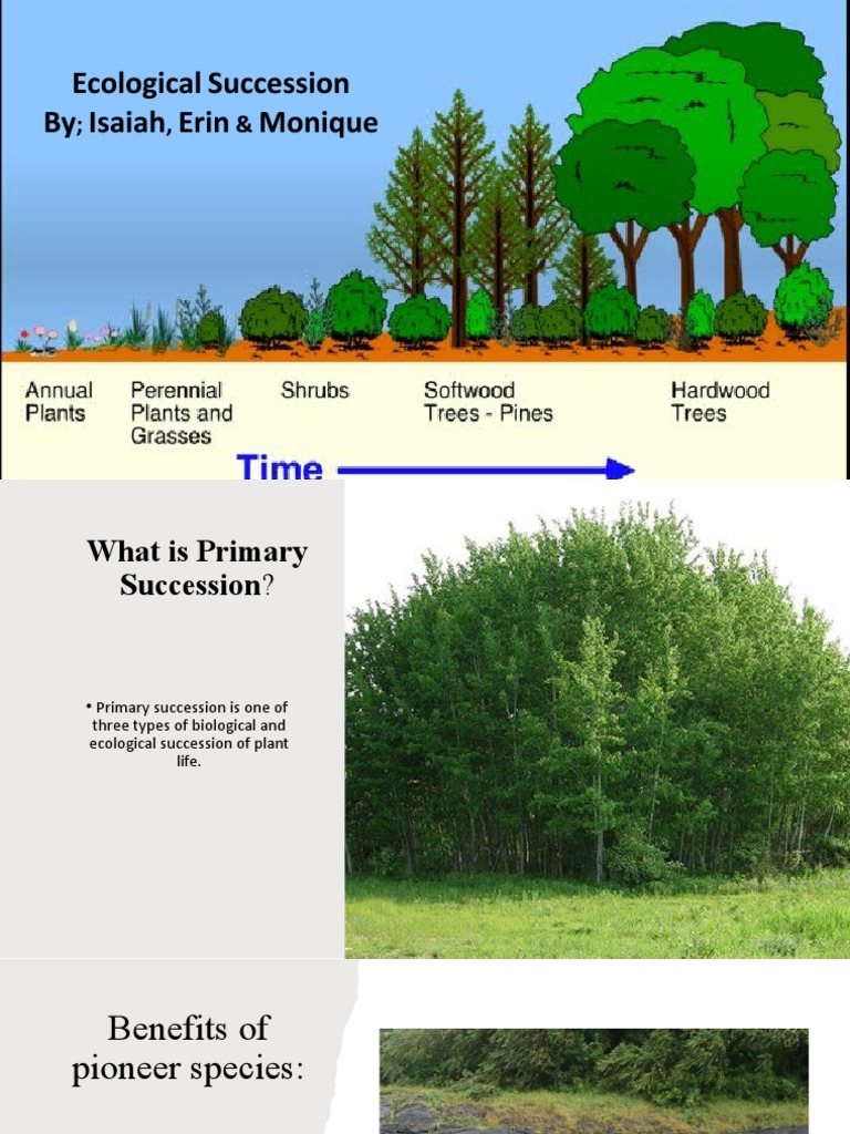Understanding Primary Succession Stages | PDF | Habitat | Disturbance ...