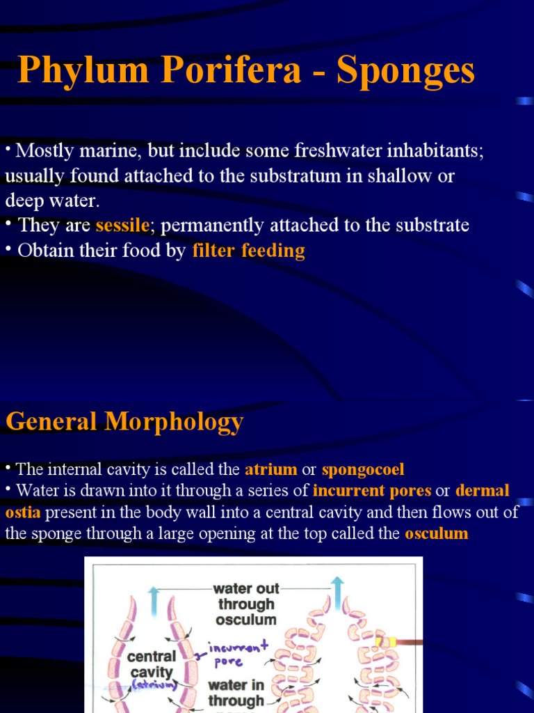 Phylum Porifera - Sponges | PDF | Sponge | Biology