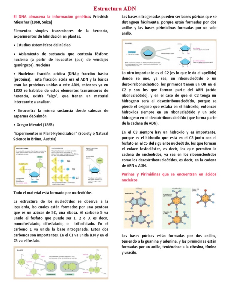 Estructura y Función del ADN | PDF | Adn | Rna