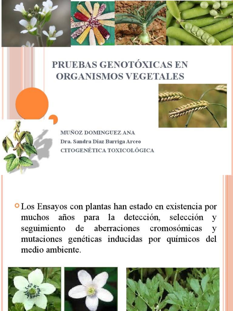 Pruebas de Genotoxicidad en Plantas | PDF | Mutageno | Biotecnología