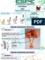 Anatomia y Fisiologia de Aparato Reproductor Del Gallo | PDF | Salud y ...