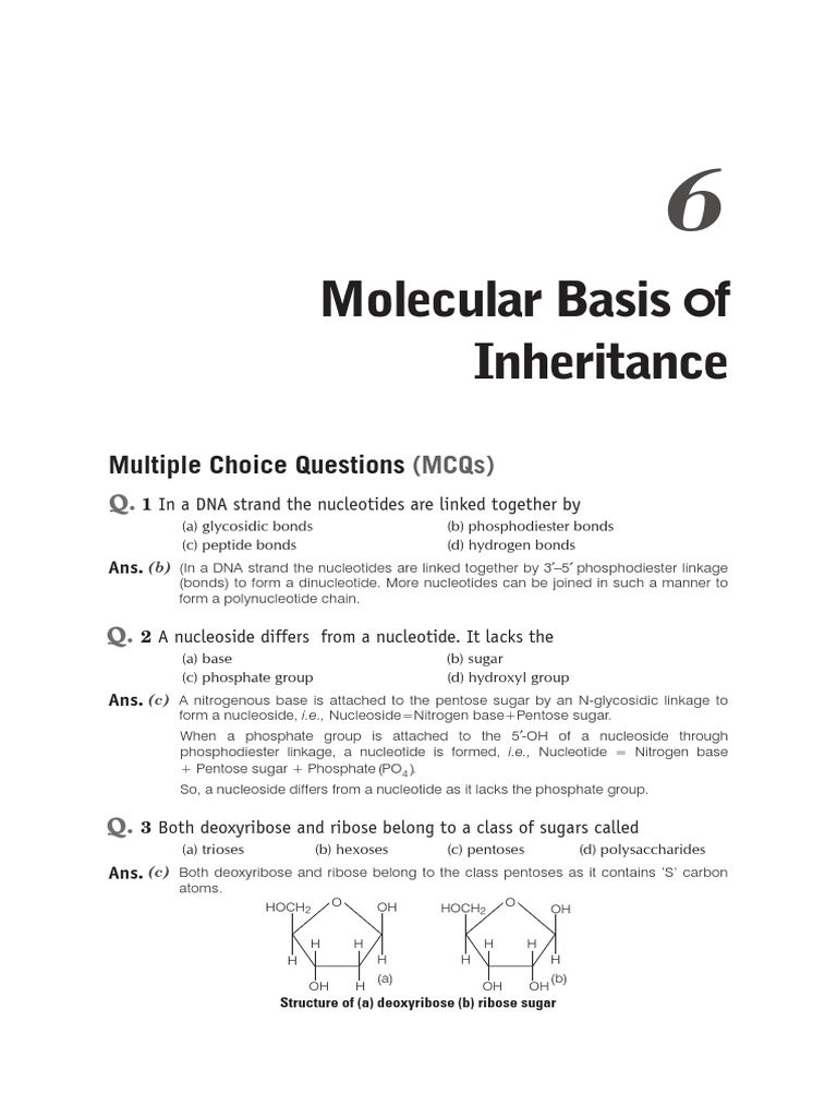 Molecular Basis of Inheritance: Multiple Choice Questions | PDF ...
