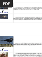 UK Gull Identification Guide | PDF | Gull | Birds
