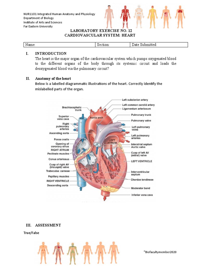 Canvas Lab Exercise 12 Cardiovascular System | PDF | Heart ...