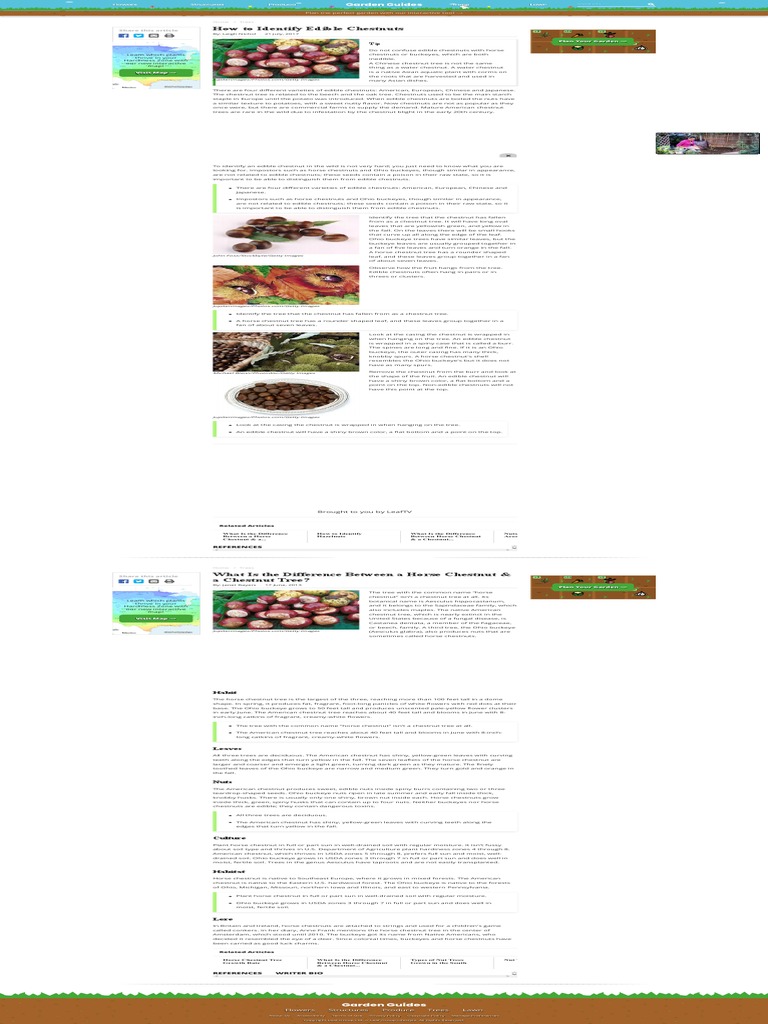 How To Identify Edible Chestnuts | PDF | Chestnut | Trees