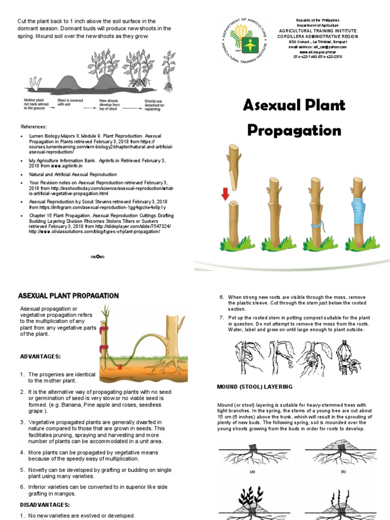 Asexual Plant Propagation | PDF | Grafting | Plant Reproduction