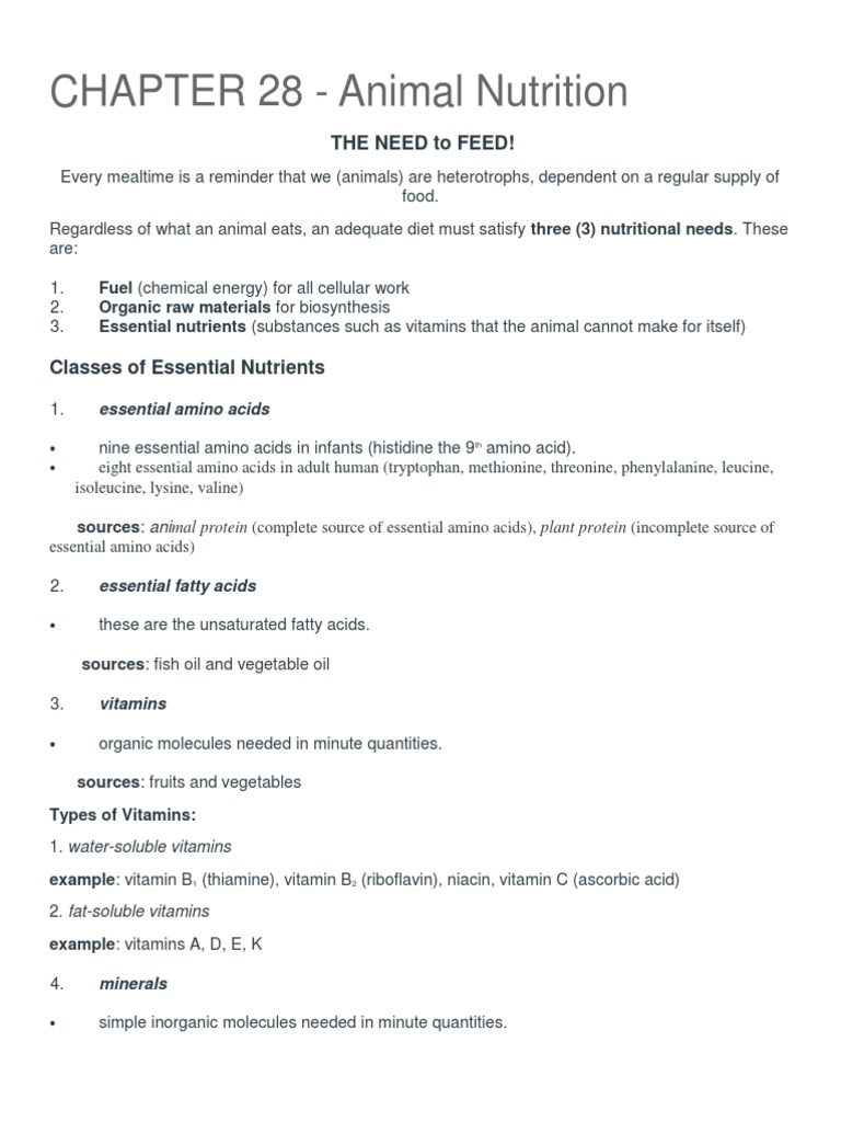 Animal Nutrition and Digestion Overview | PDF | Digestion | Stomach