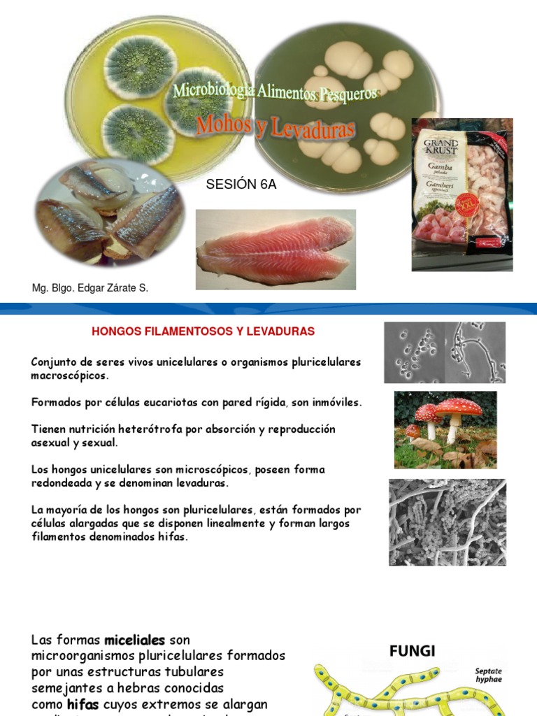 Clase 2 - Mohos y Levaduras | PDF | Hongo | Anatomía