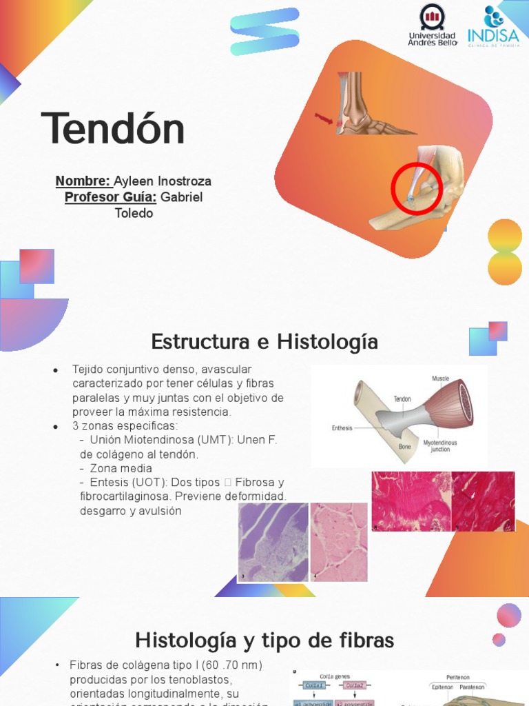 Tendón | PDF | Medicina | Fisiología