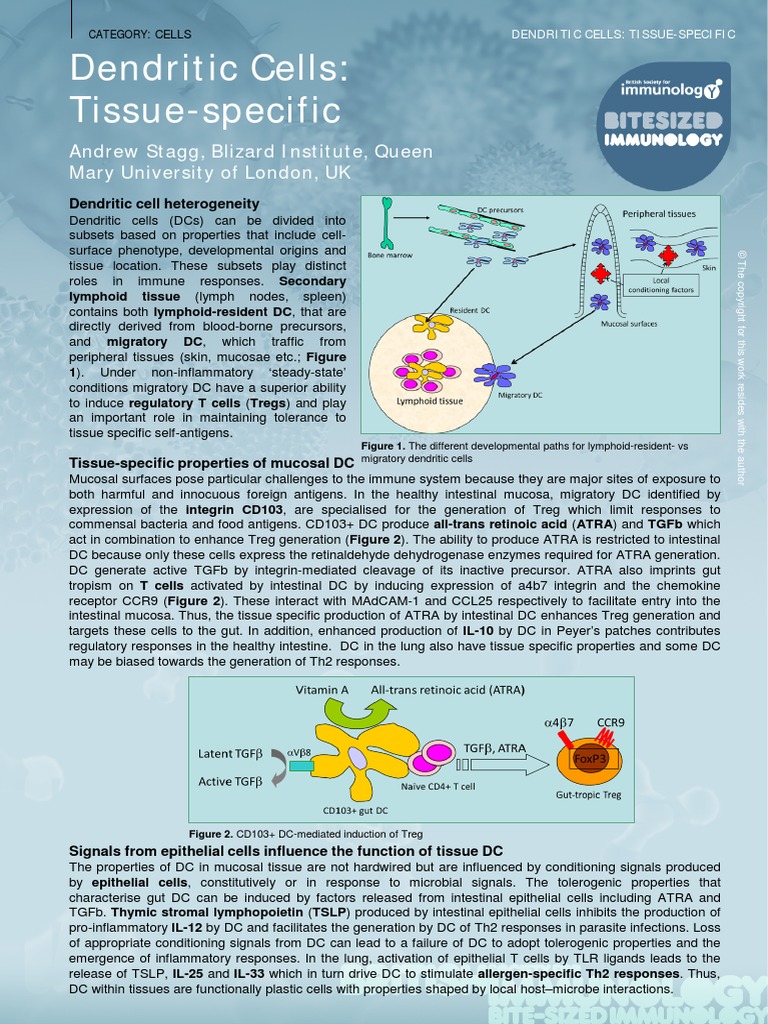 Dendritic Cells - Tissue-Specific | PDF | Dendritic Cell | Immune Tolerance