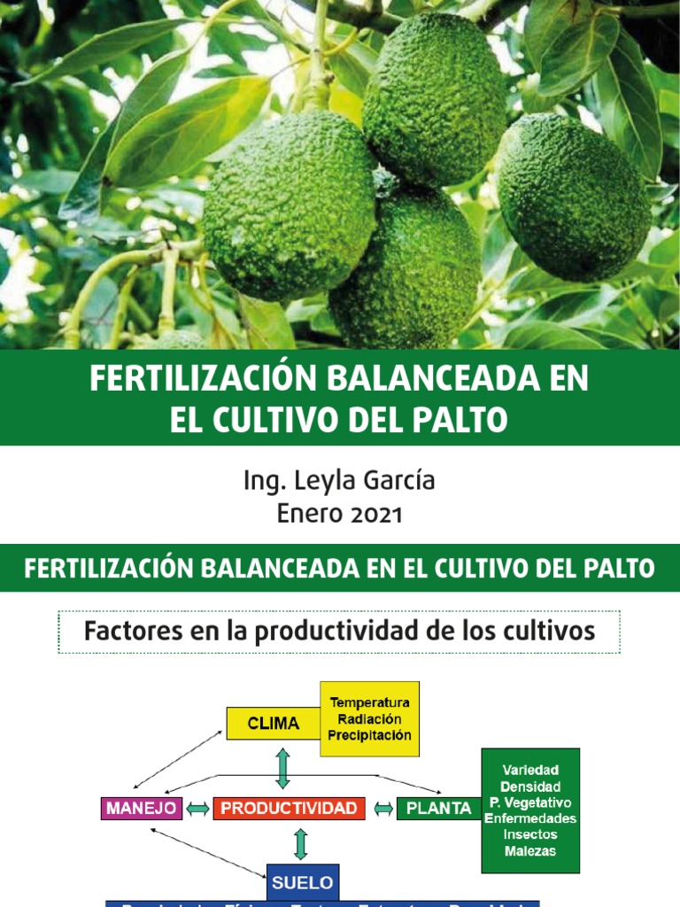 Fertilización Balanceada en El Cultivo Del Palto | PDF | Fertilizante | Aguacate