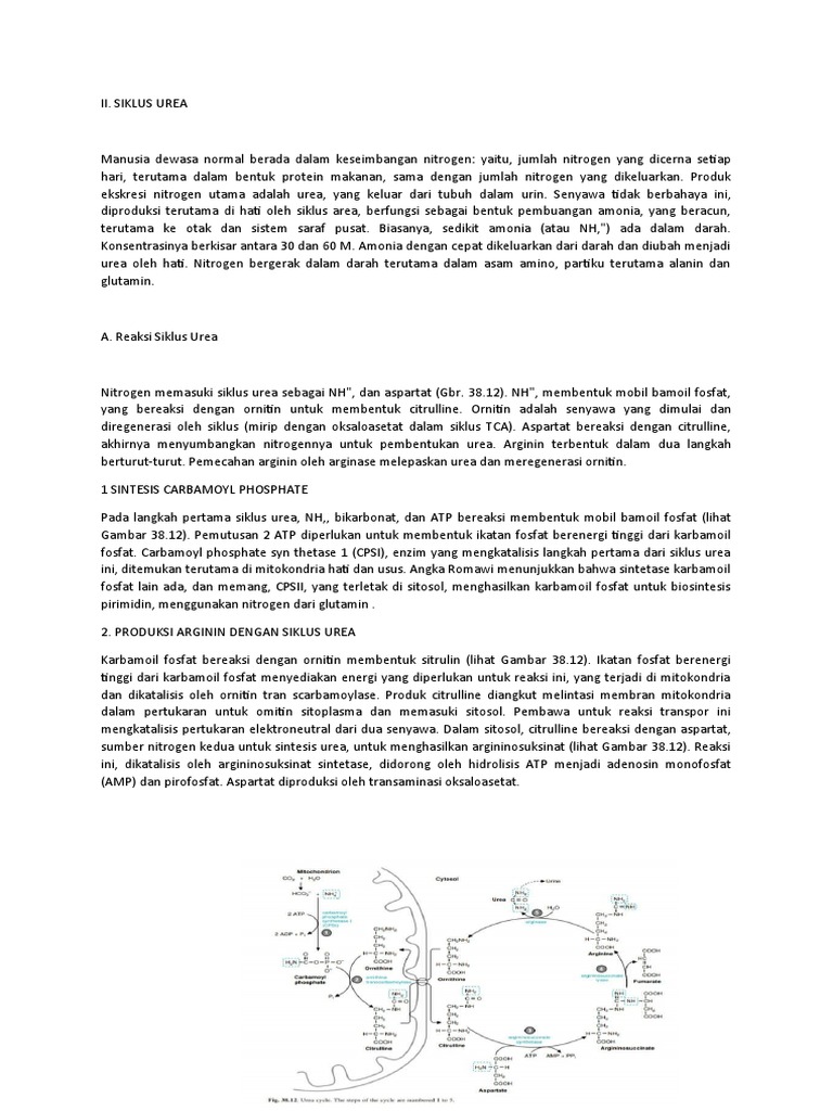 Proses dan Fungsi Siklus Urea | PDF | Kesehatan Holistik | Sains ...