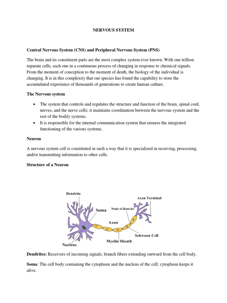 Chapter 2 Nervous System | PDF | Nervous System | Central Nervous System