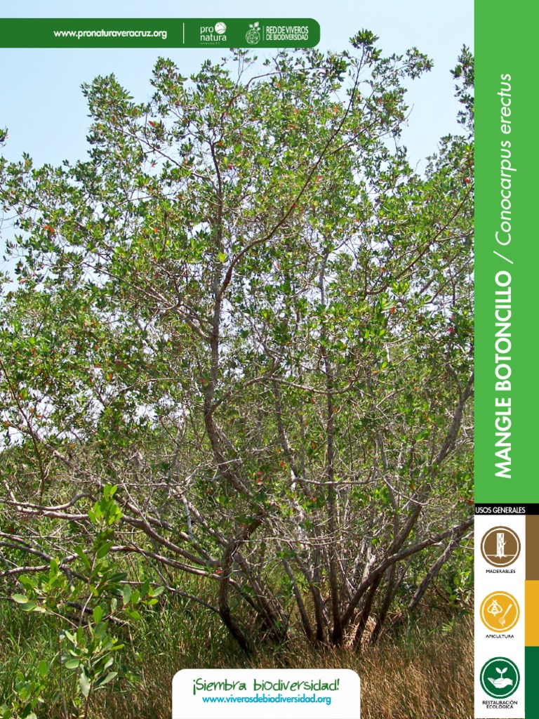 Mangle Botoncillo v2 | PDF