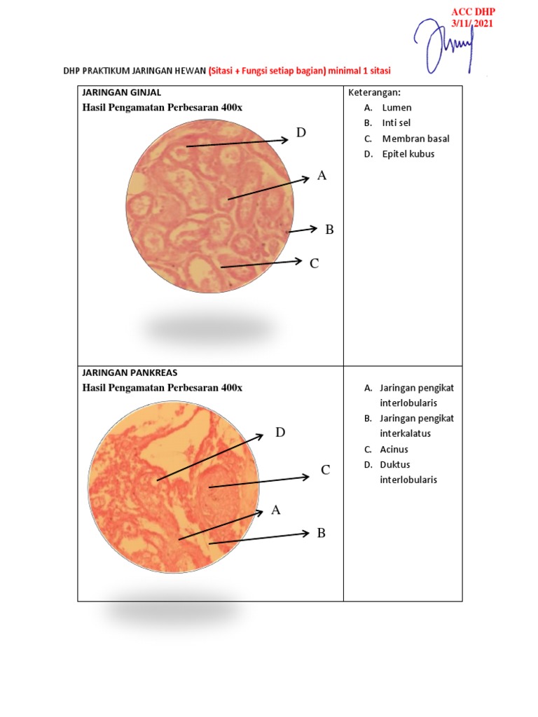 Acc DHP E3 Sel Hewan | PDF | Sains & Matematika