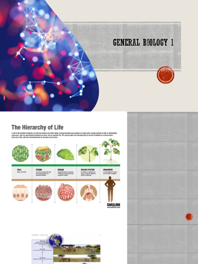 General Biology 1 | PDF | Epithelium | Chloroplast