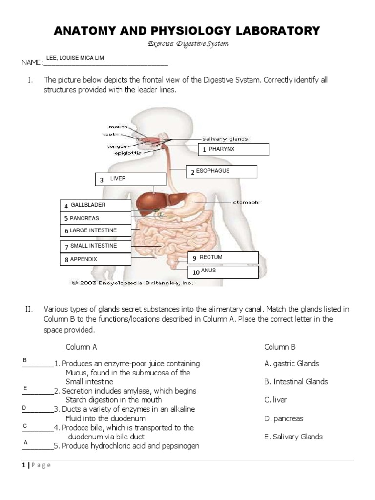 Anatomy and Physiology Laboratory: Exercise: Digestive System | PDF ...
