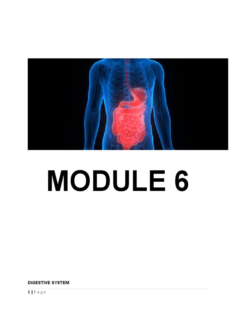 Digestive System 1 | PDF | Digestion | Human Digestive System