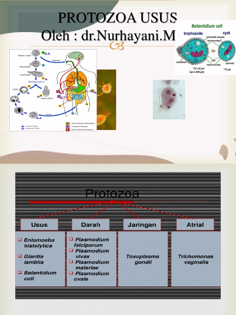 Protozoa Usus 2 | PDF