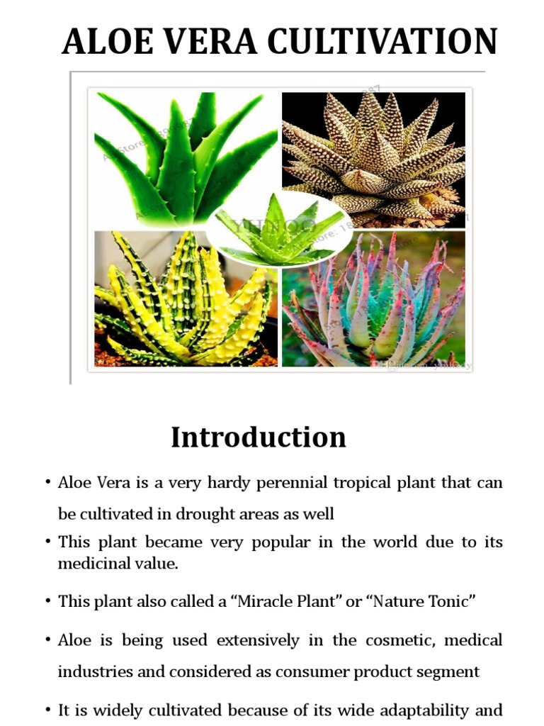 Aloe Vera Cultivation | PDF | Soil