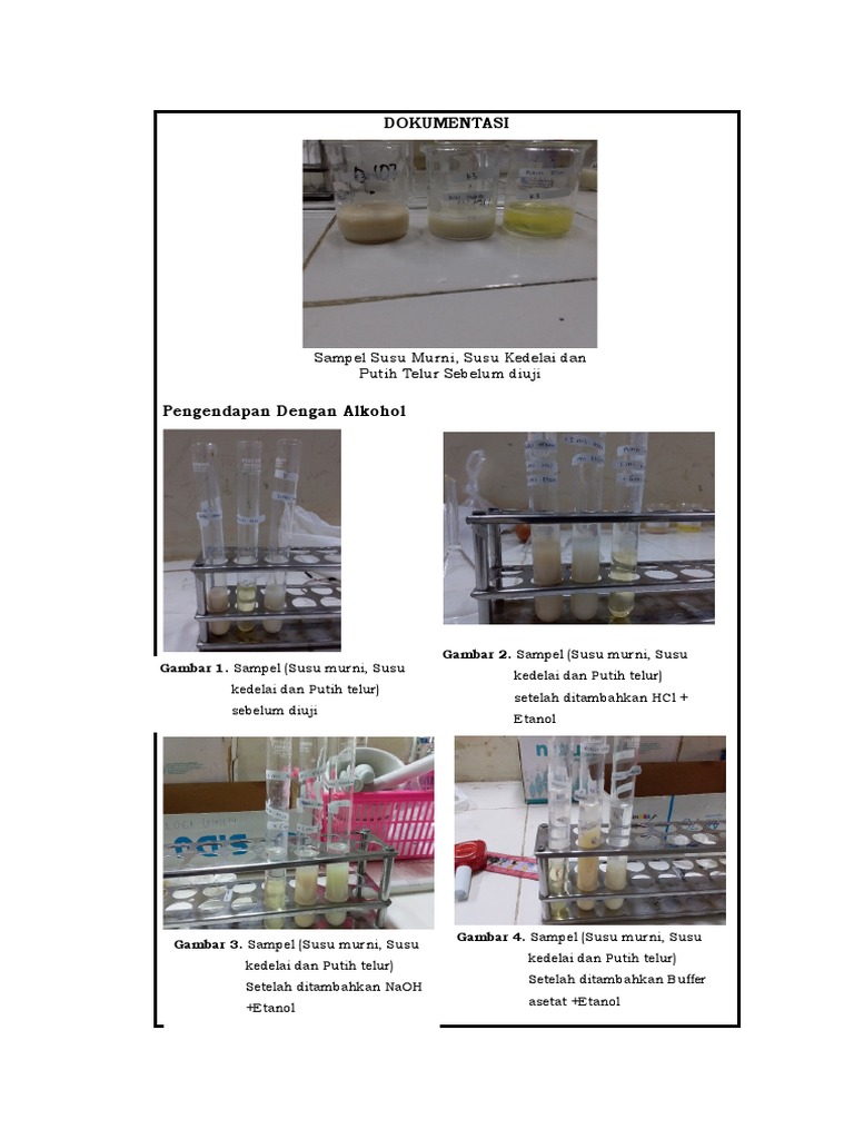 Dokumentasi Reaksi Uji Protein | PDF