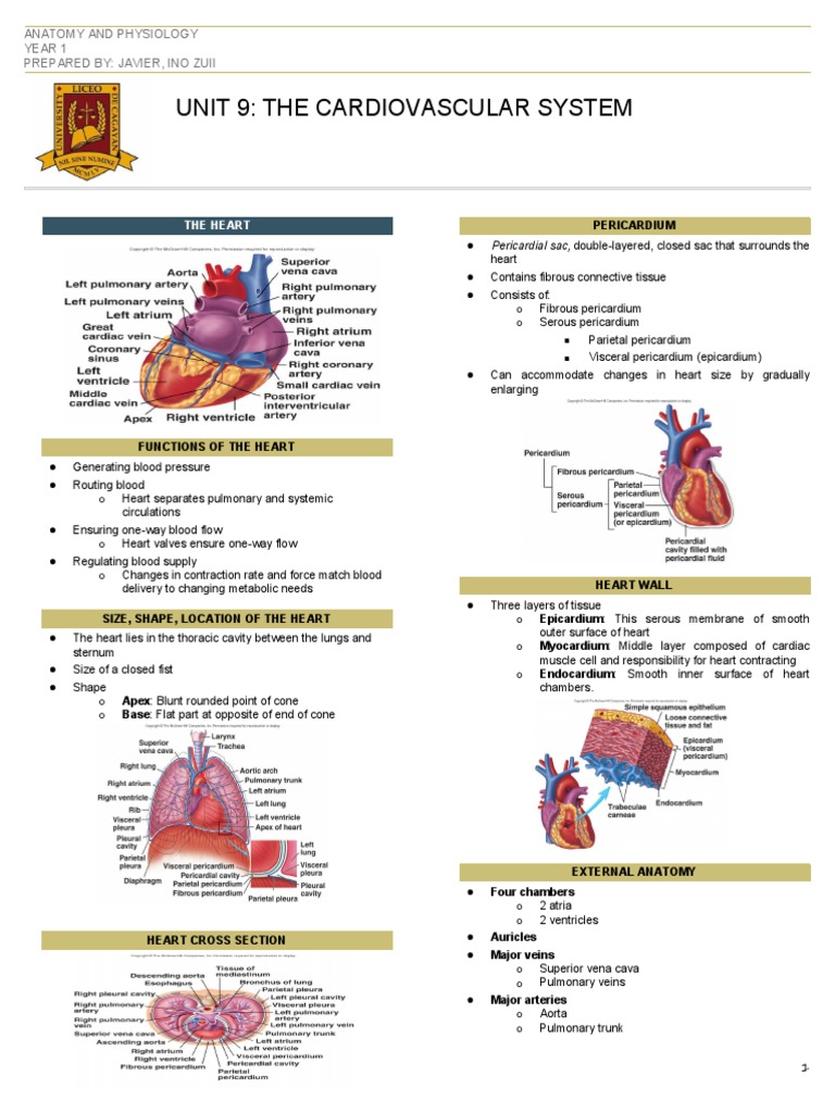Midterm - Cardiovascular System | PDF | Heart | Cardiac Muscle