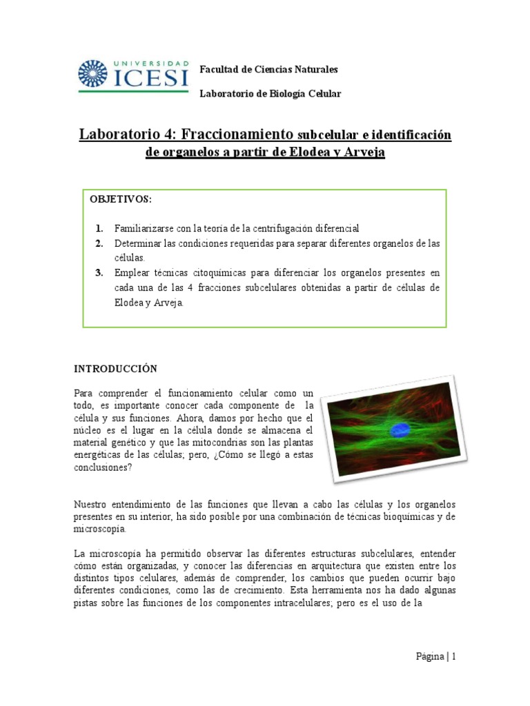 Guia 4 Biocel | PDF | Biología Celular) | Enzima