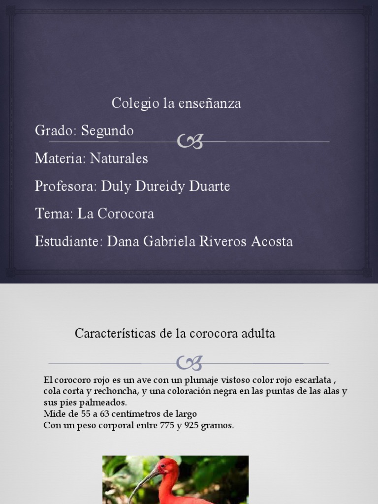 Características de la Corocora | PDF | Aves | Paravianos
