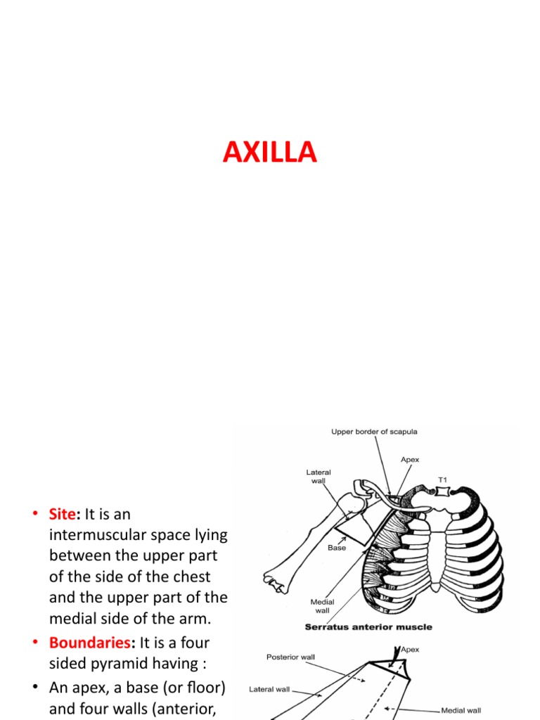 AXILLA | PDF | Neck | Human Anatomy