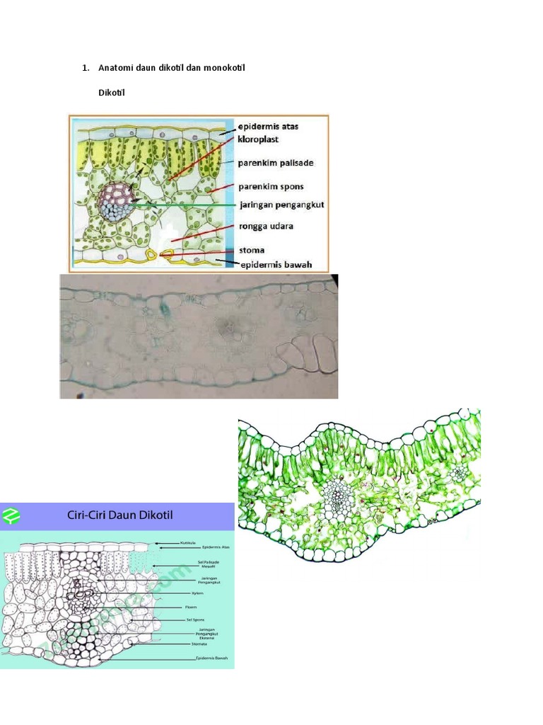Anatomi Daun Dikotil Monokotil | PDF