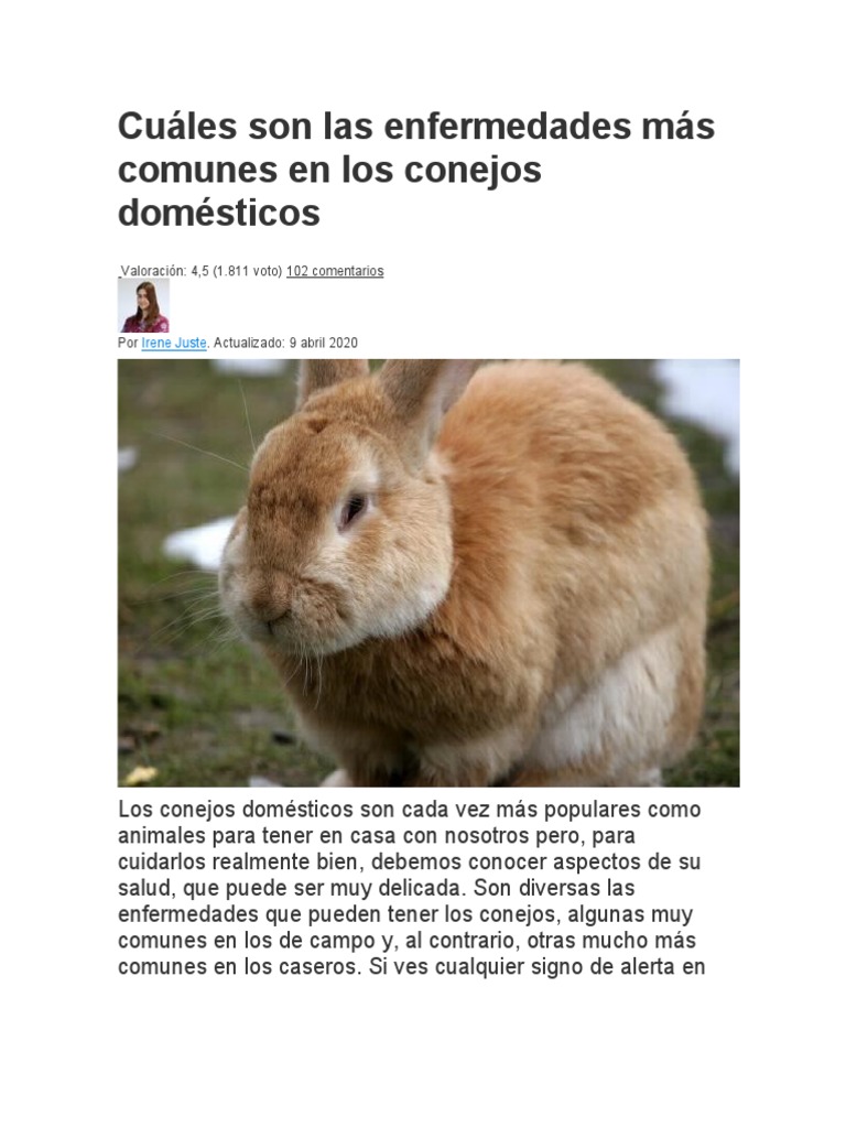 Las Enfermedades Más Comunes en Los Conejos Domésticos | PDF | Diarrea ...