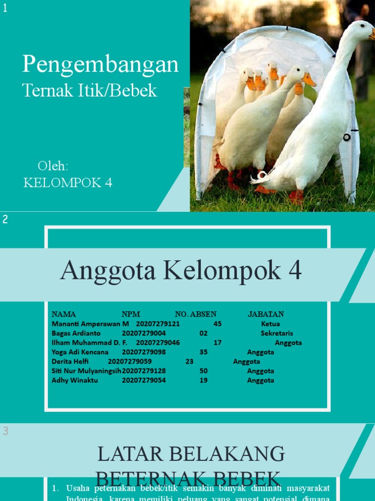 Revisi PPT Pengembangan Ternak Itik Atau Bebek | PDF | Kesehatan Holistik