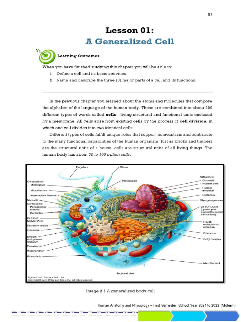 Cellular Level Module Lesson 1 | PDF | Cell (Biology) | Cell Nucleus