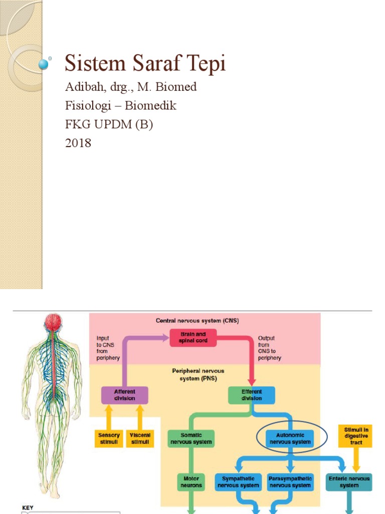 Fisiologi Sistem Saraf Tepi | PDF | Spinal Cord | Heart