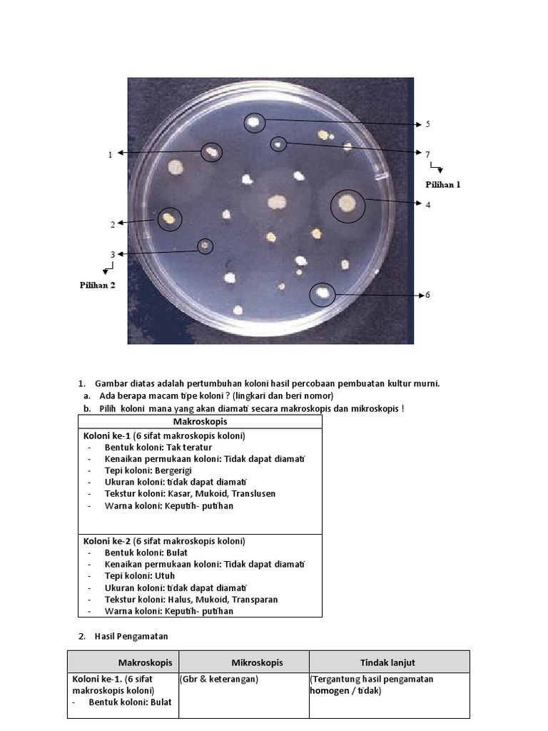 Hasil Pengamatan Pembuatan Kultur Murni - Cahya Asri - Prak Mikro | PDF