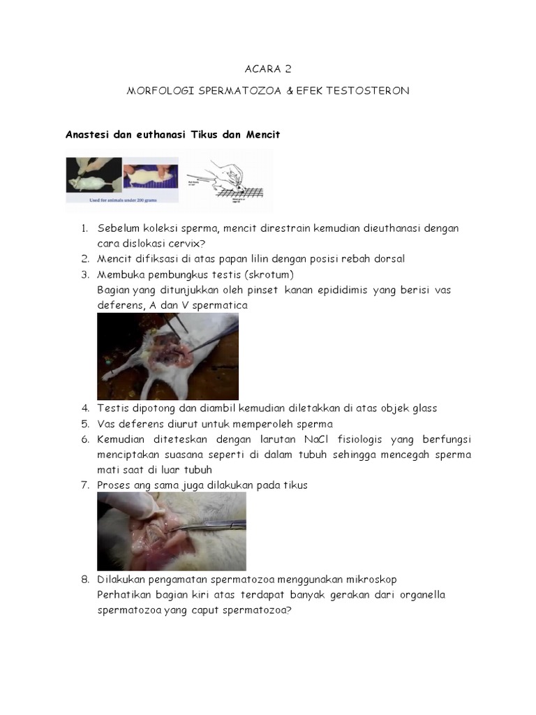 Morfologi Spermatozoa dan Estrus Mencit | PDF | Sains & Matematika