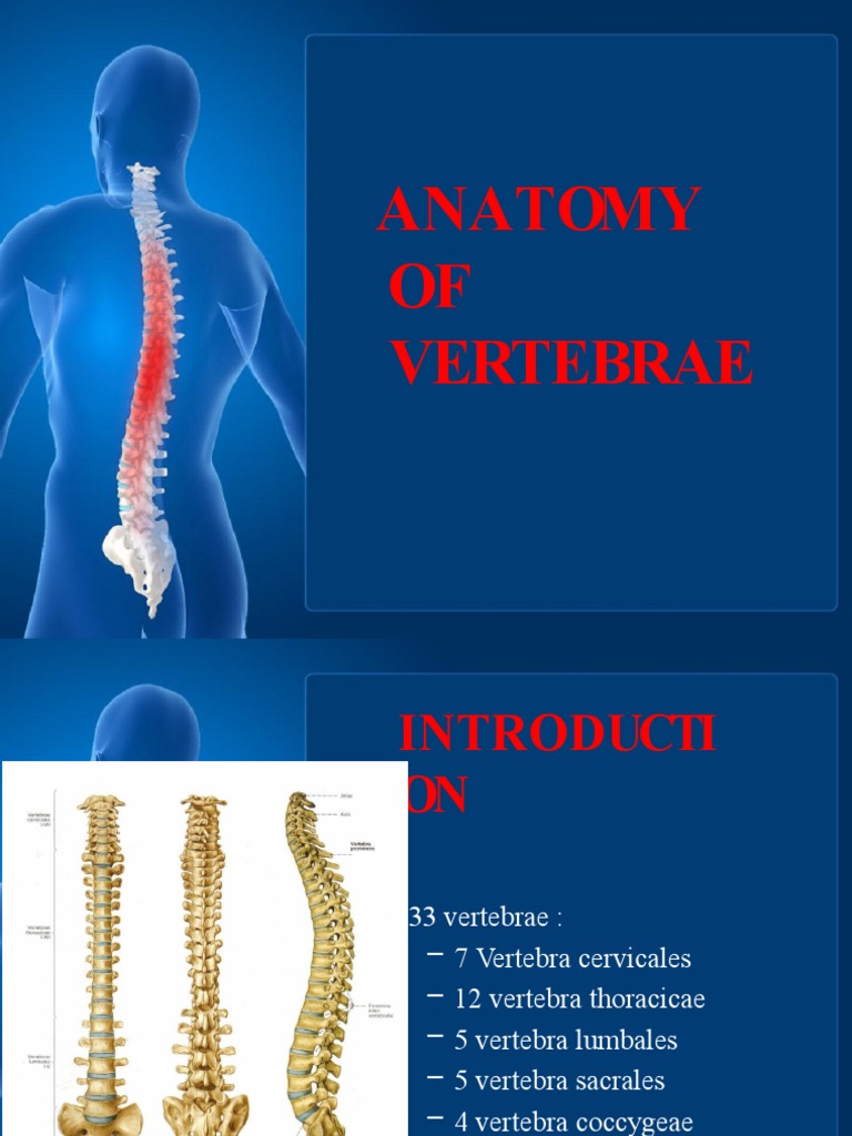 Anatomy of Vertebrae | PDF | Vertebra | Anatomy