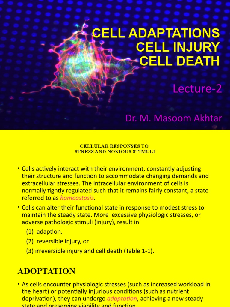 Chapter 2 Cell Adaptations | PDF | Apoptosis | Necrosis