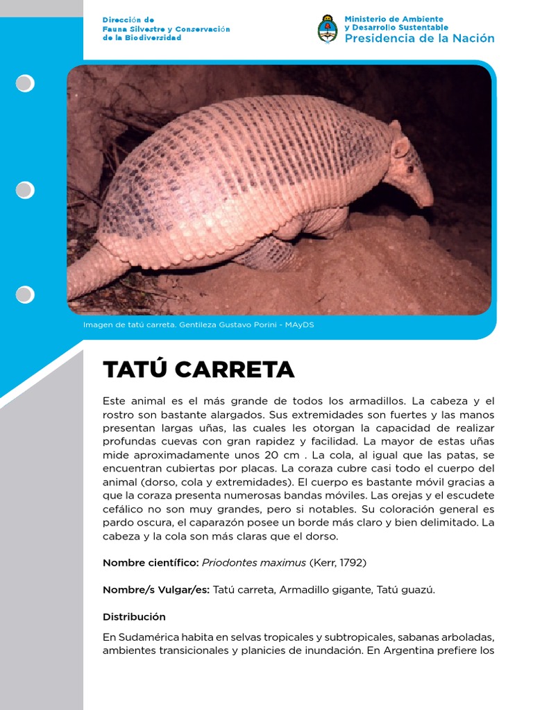 Ficha Tatu Carreta | PDF | Zoología